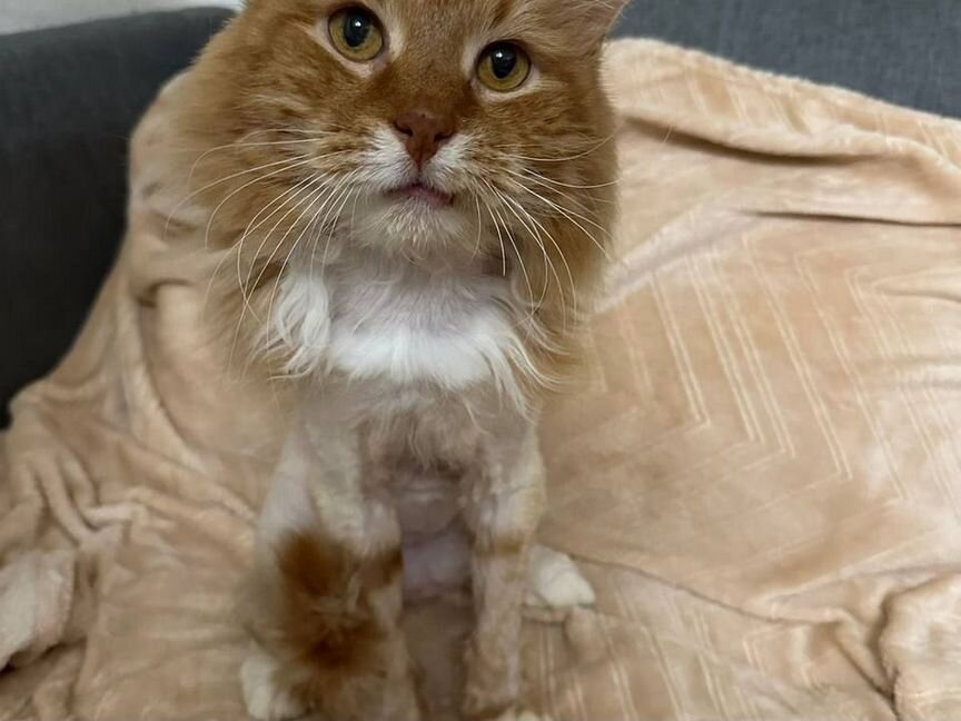 Лайм ищет семью