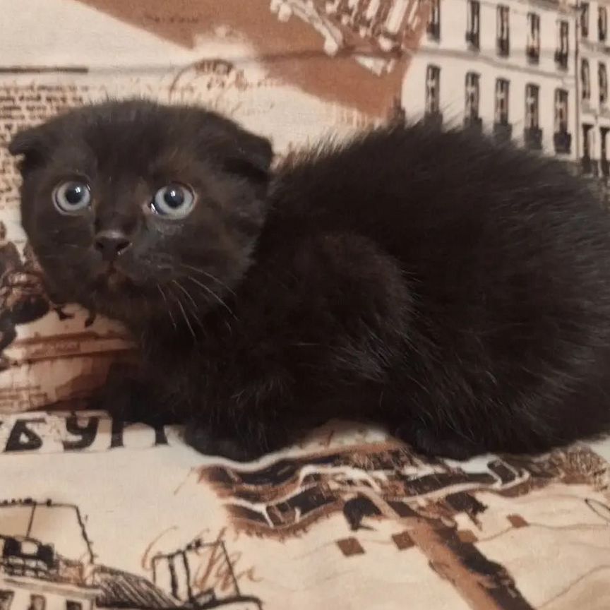 Шотландский вислоухий короткошёрстный котёнок