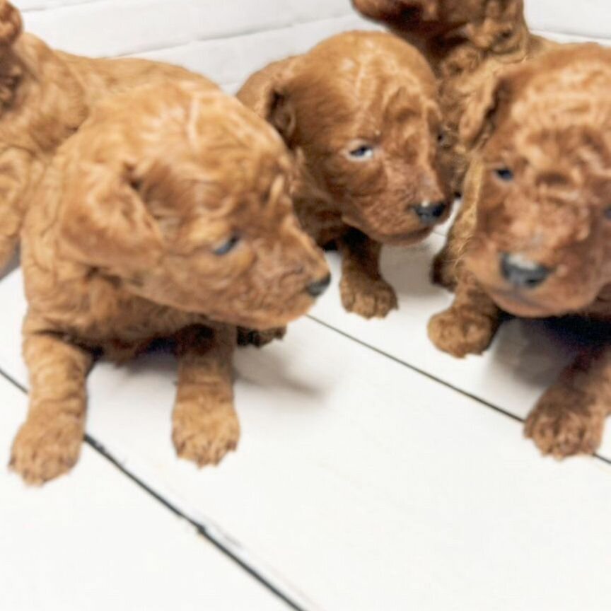 Той пудель мальчики и девочка red и red-brown