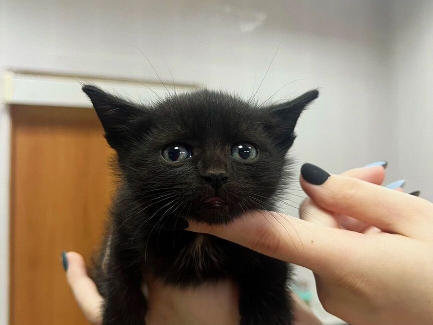 Черные маленькие котята ищут дом