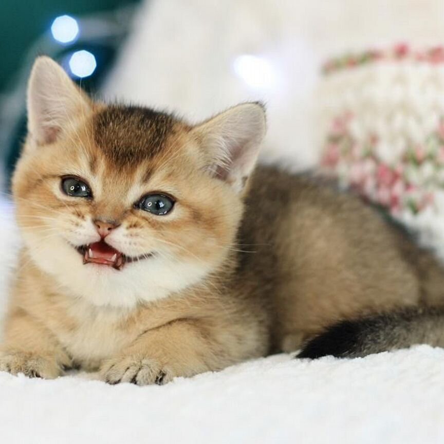 Британский котенок Тень