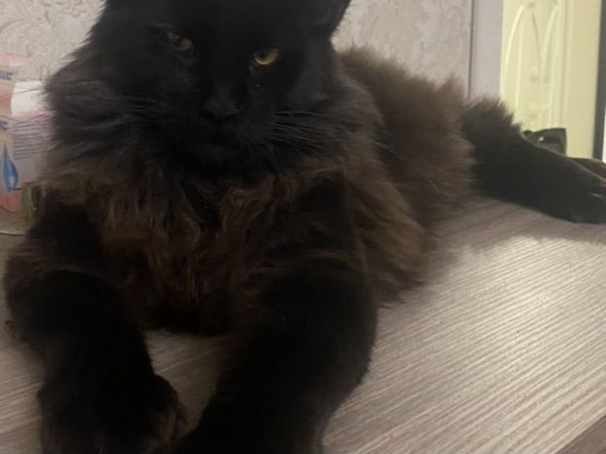 Мейн-кун вязка черный пепел