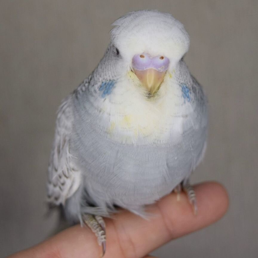 Птенцы выставочных волнистых попугаев, чех