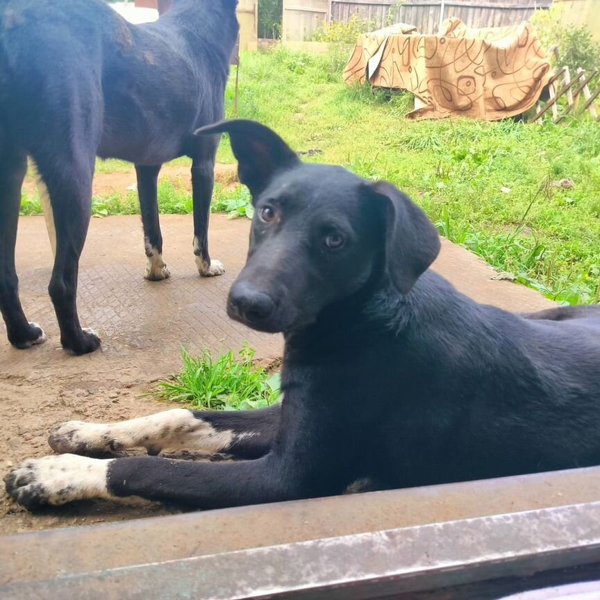 В добрые руки