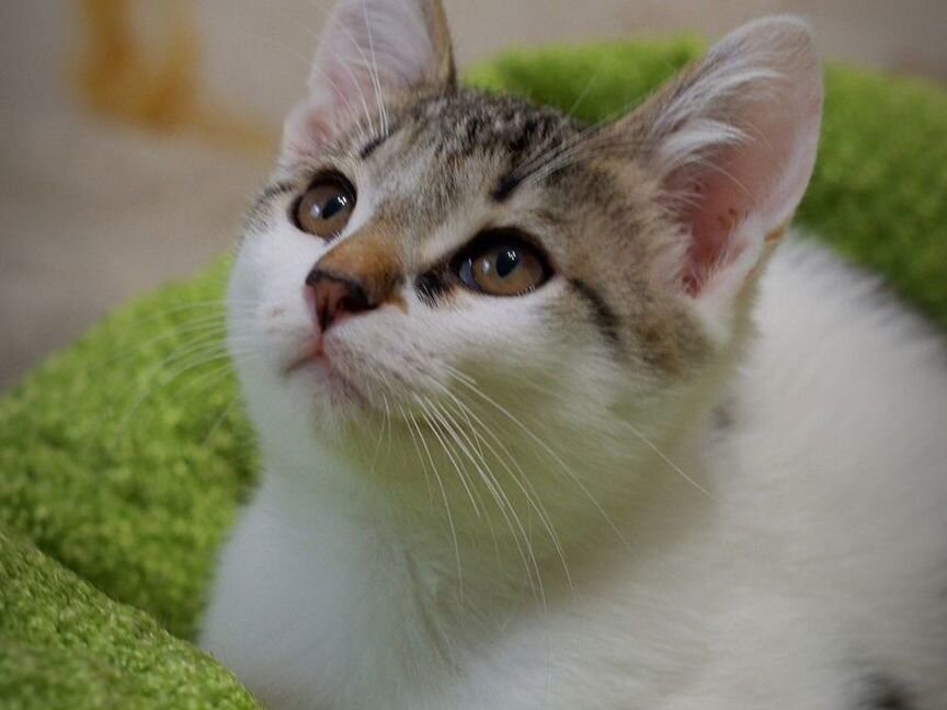 Котенок Веня в добрые руки