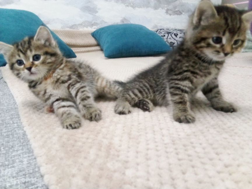 Котята шатуны