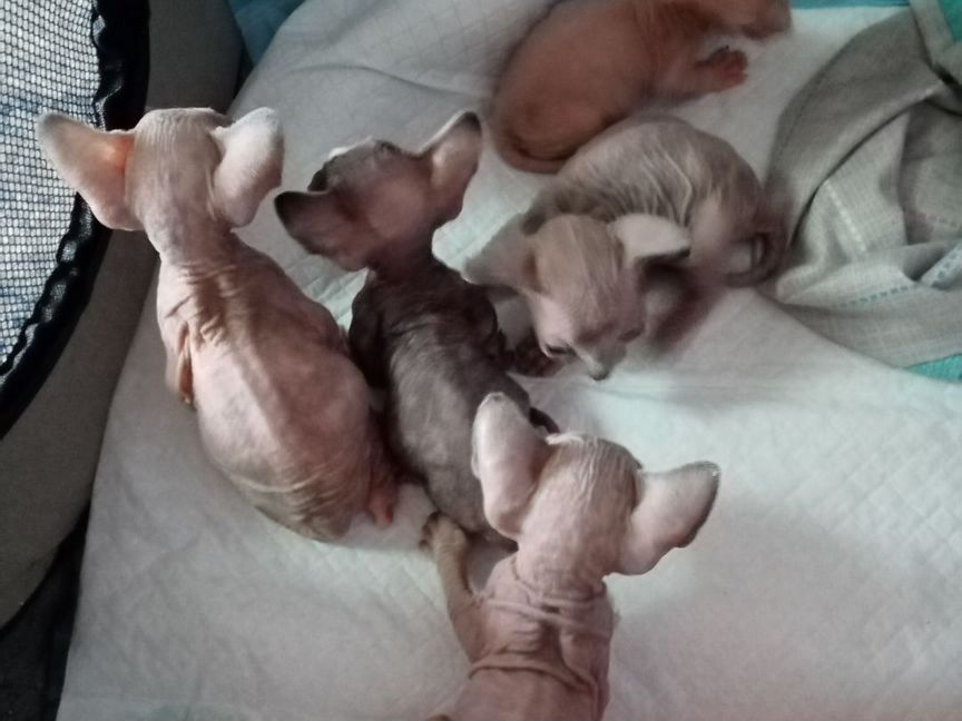 Котята сфинкс