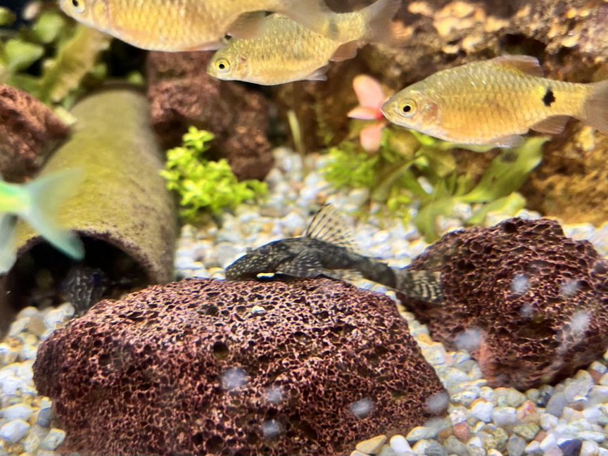 Продам аквариумных рыбок