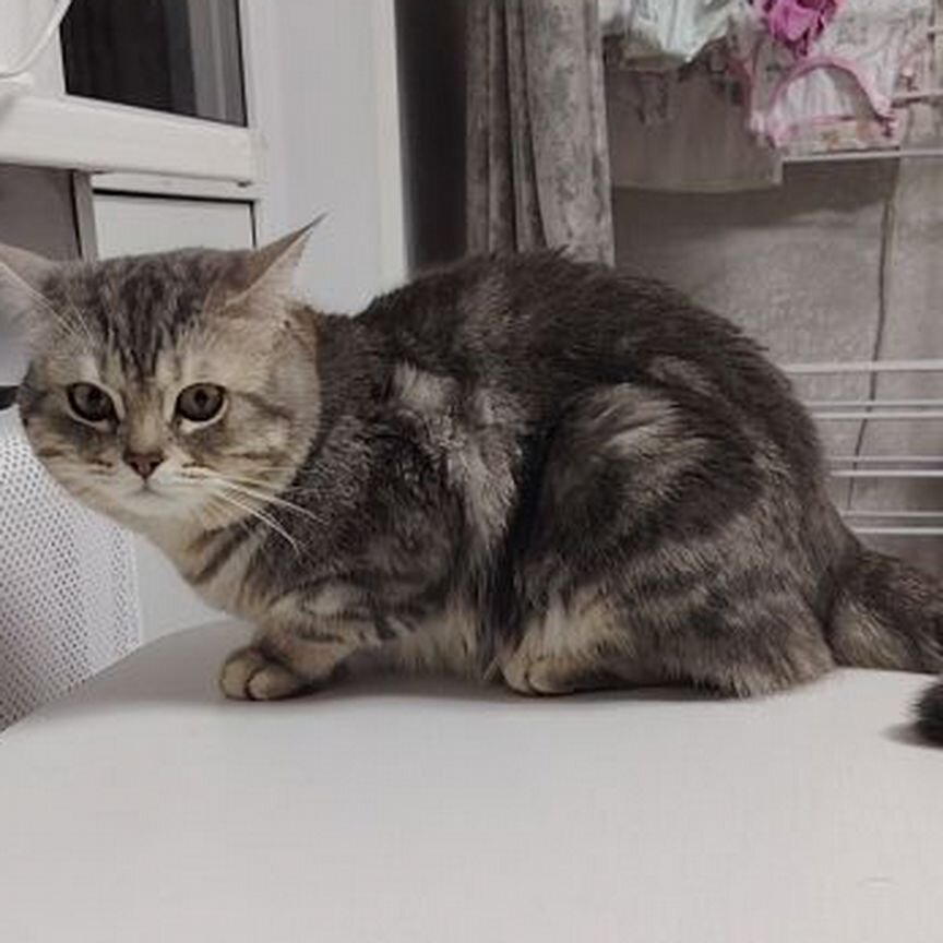 Шотландский прямоухий короткошёрстный, взрослый кот