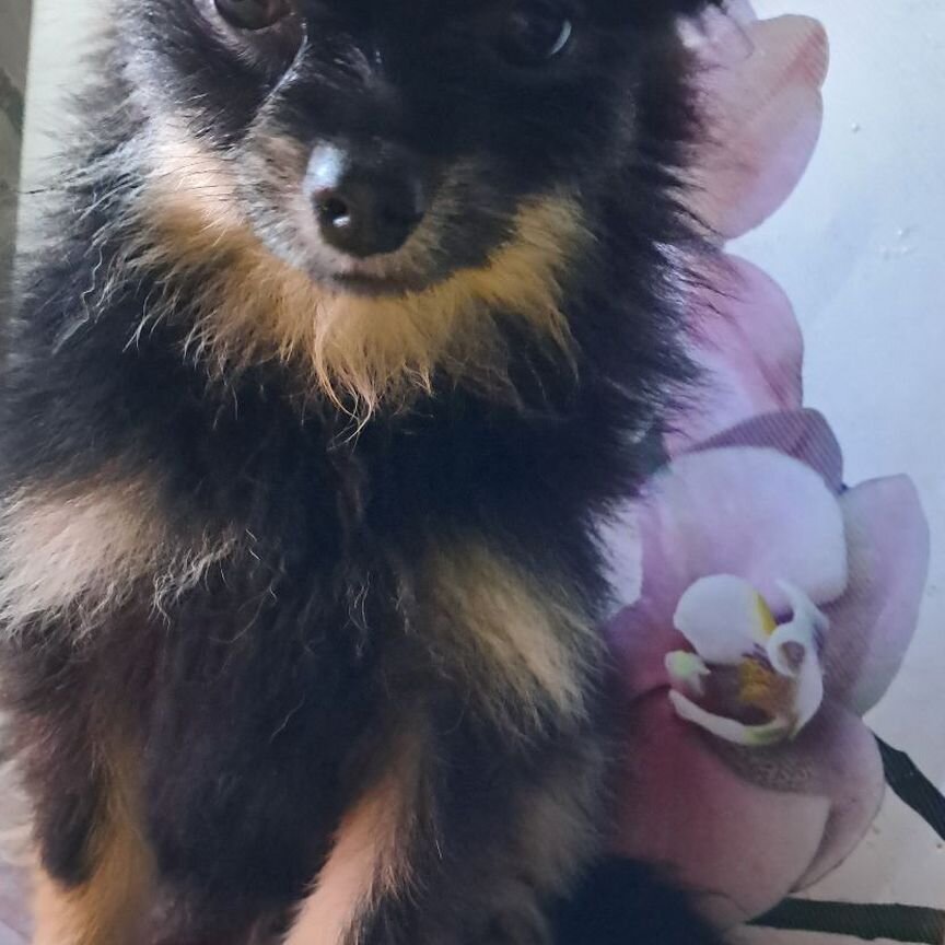 Немецкий мини шпиц
