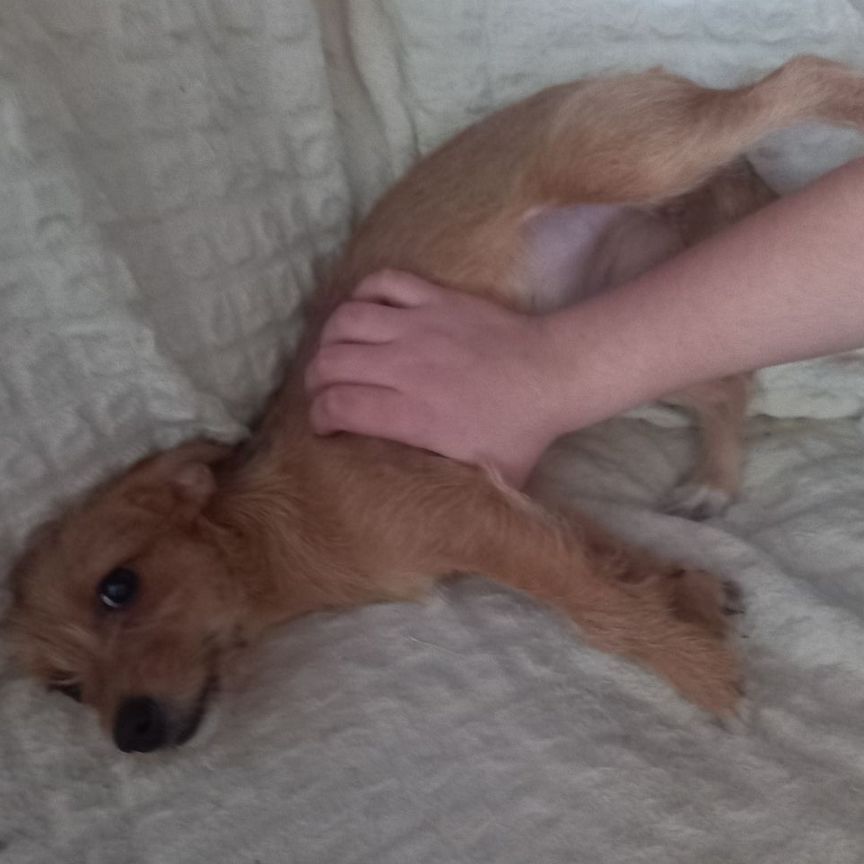 Джек-рассел-терьер, щенок