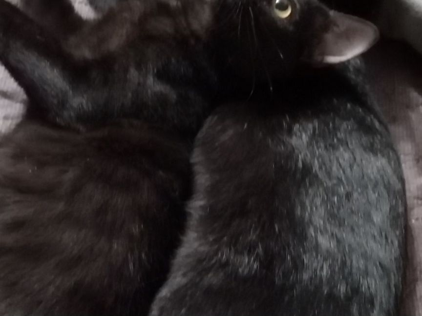 Чёрный котенок девочка