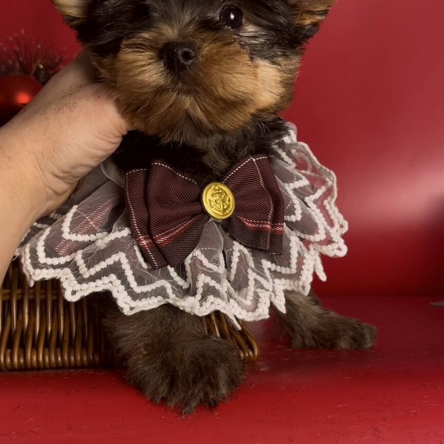 Йорк. Малыш халиф