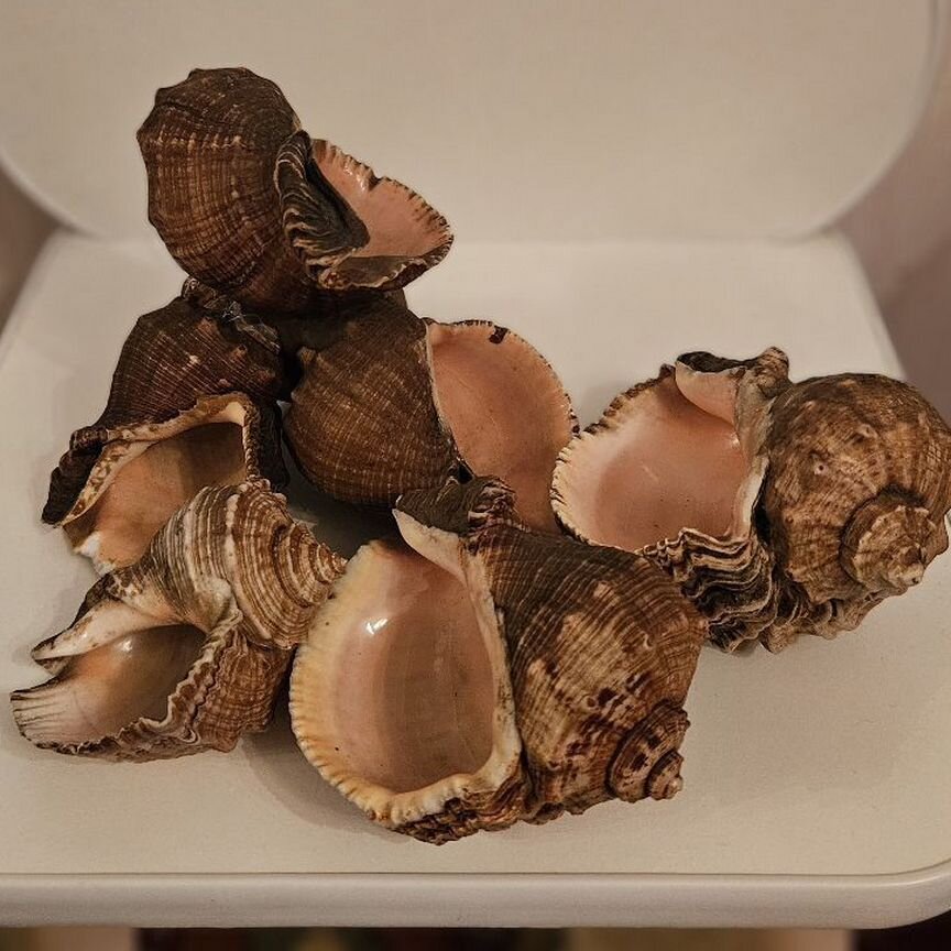 Ракушки рапанов