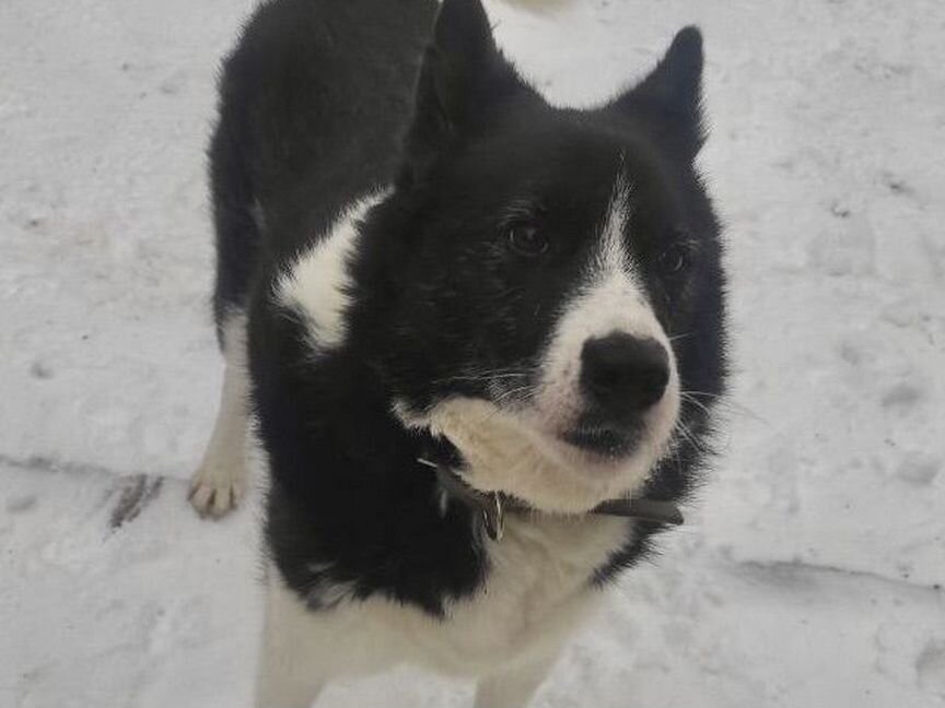 Русско европейская лайка