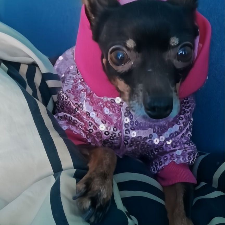 Вещи на собачку до 3-х кг