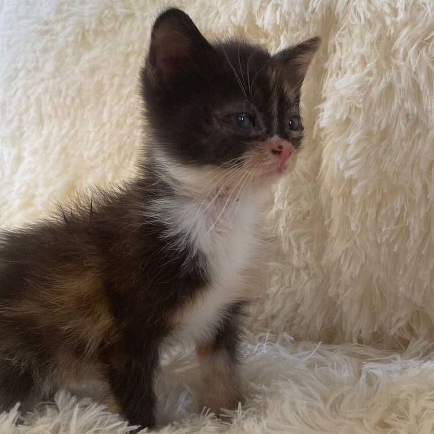 Котёнок от частного владельца