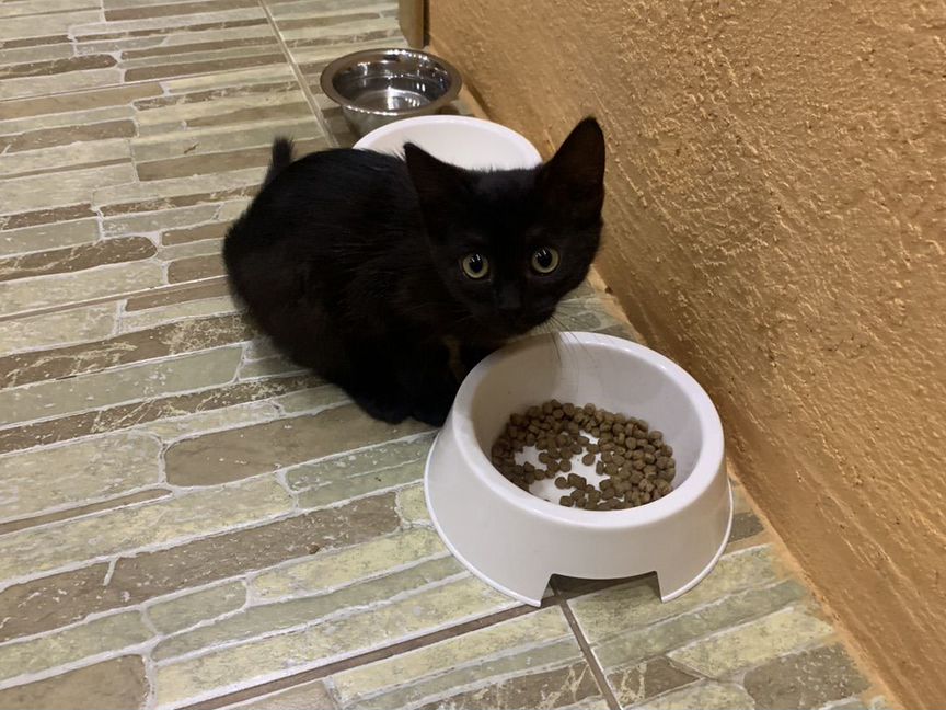 Кошку привезем с приданным