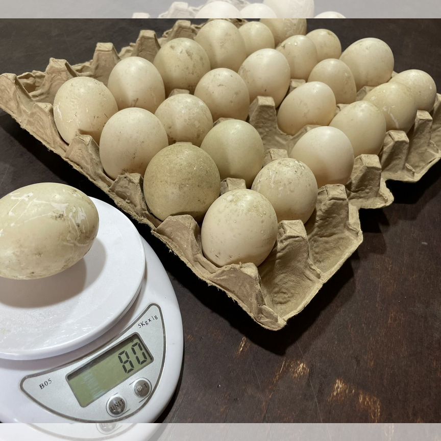 Инкубационное яйцо индоутки тяжелой линии