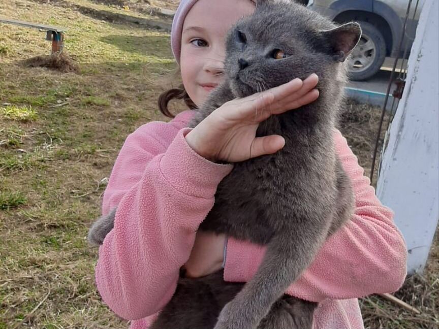 Котик в добрые руки