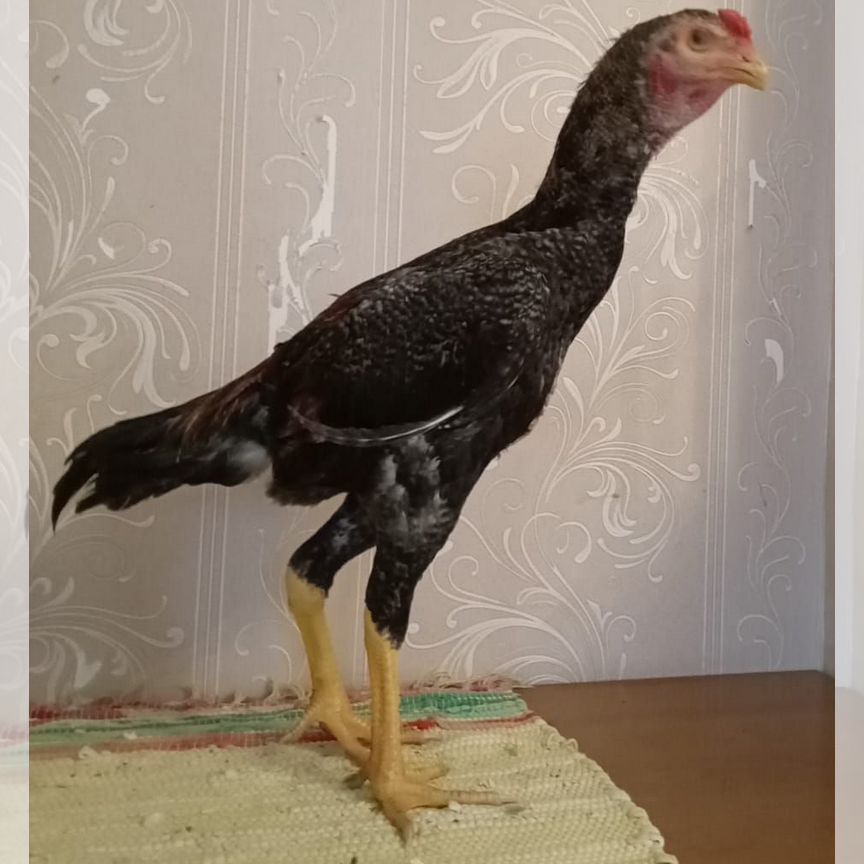 Бойцовые петухи Шамо