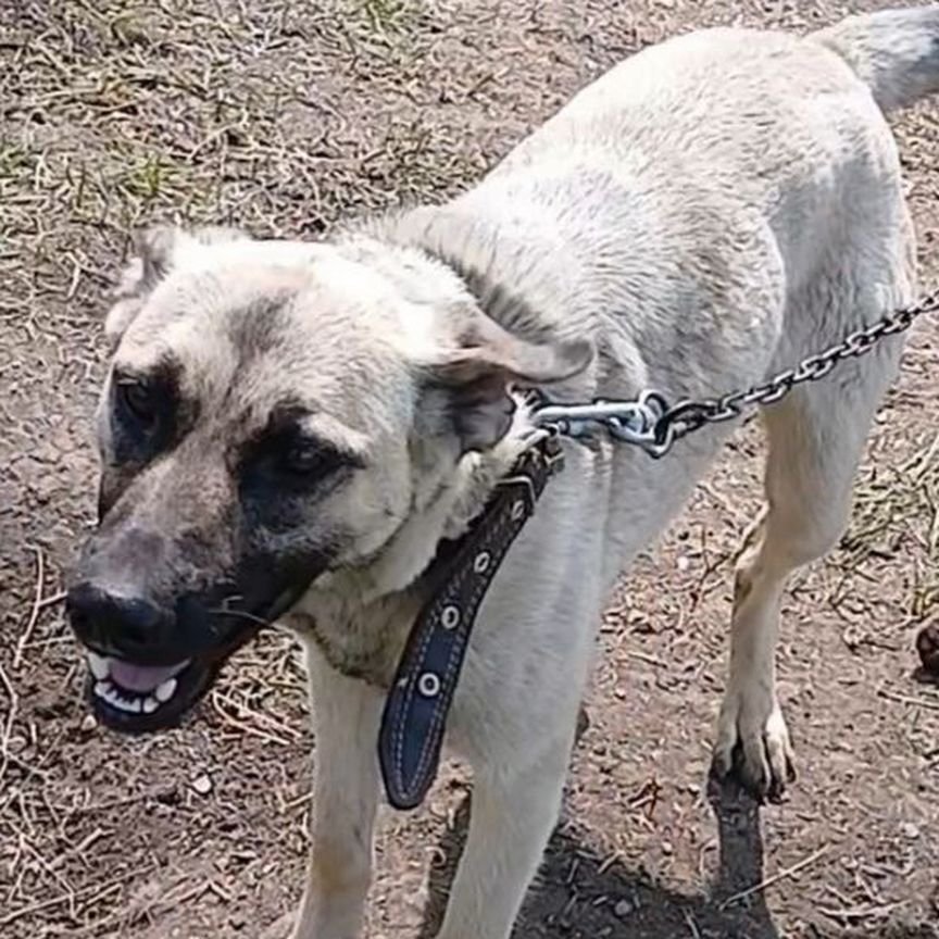 Взрослая собака в добрые руки