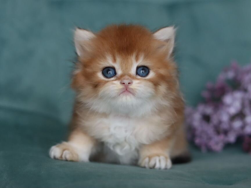 Британский котёнок. Шиншилла