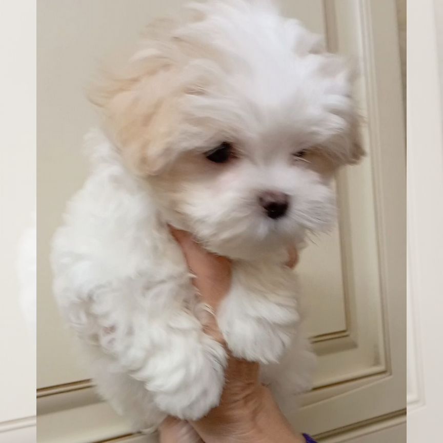 Мальтийская болонка девочка