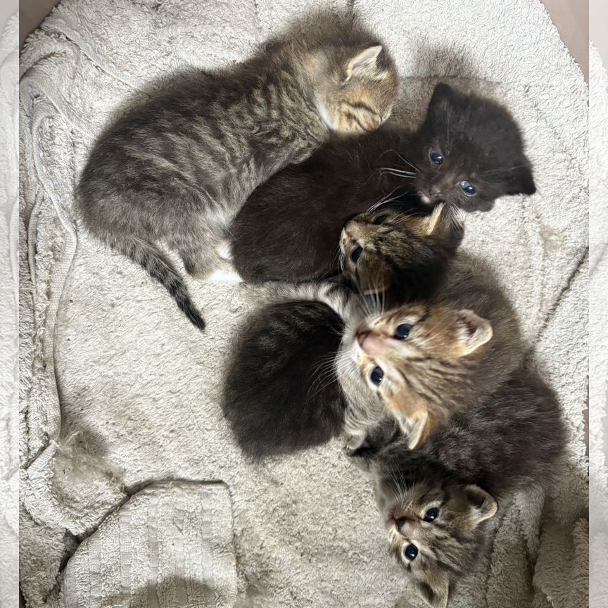 Котята в добрые руки бесплатно