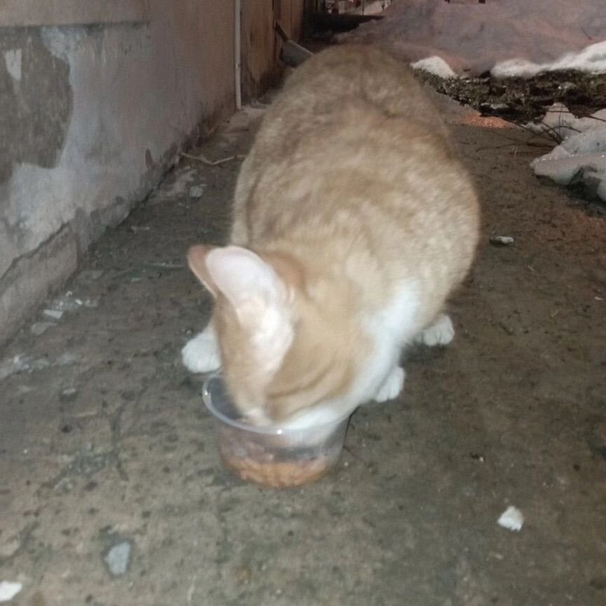 Рыжий кот в добрые руки