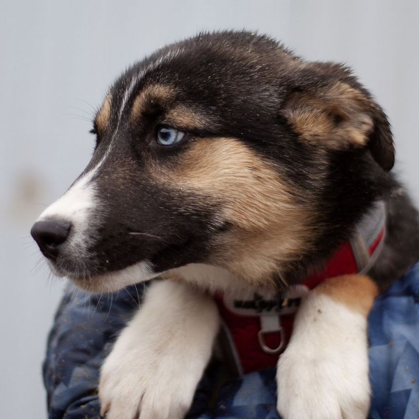 Собака в добрые руки из приюта