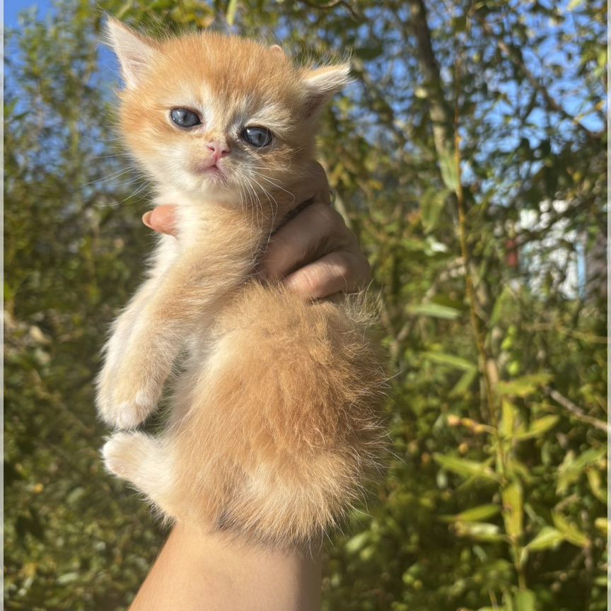 Британские котятки