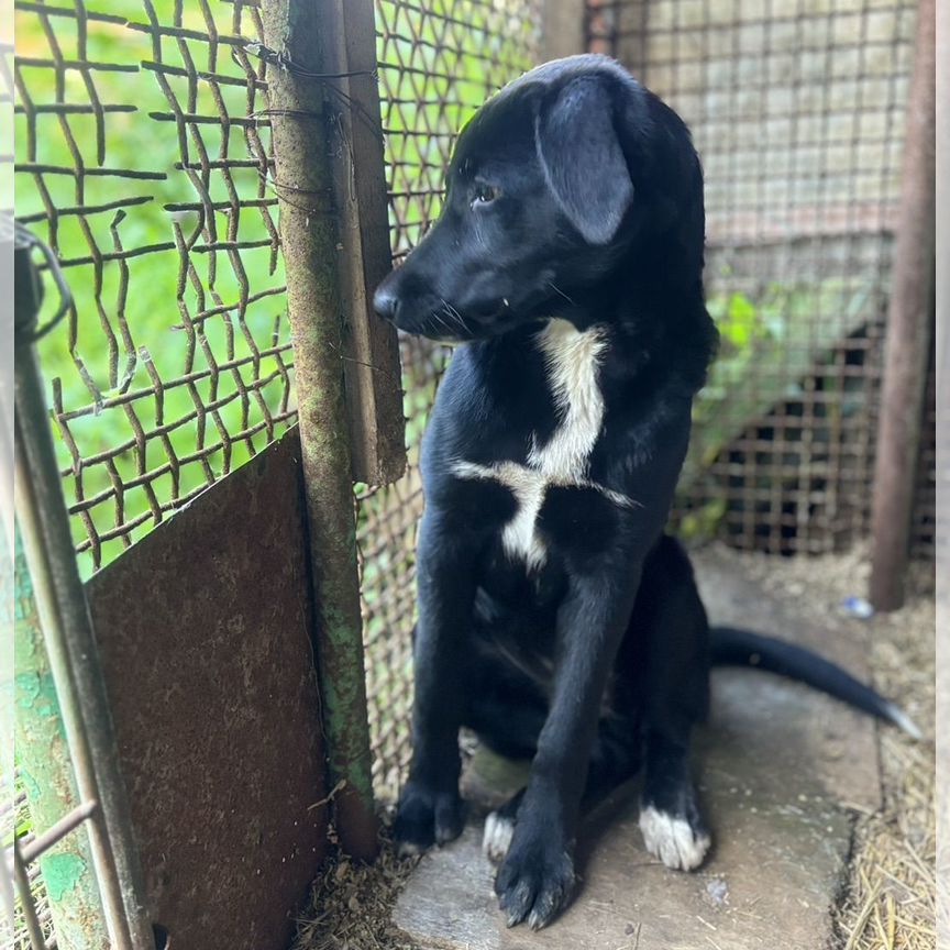 Щенок в квартиру гладкошерстный