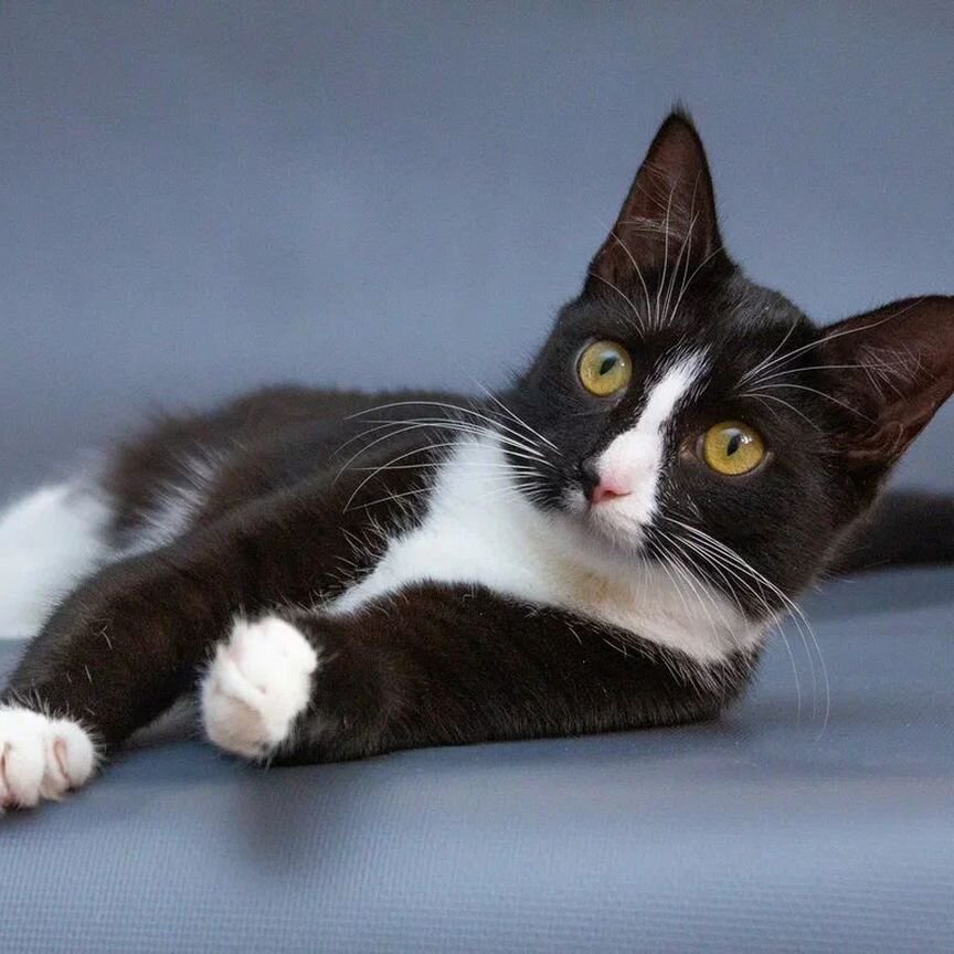 Ласковый котенок