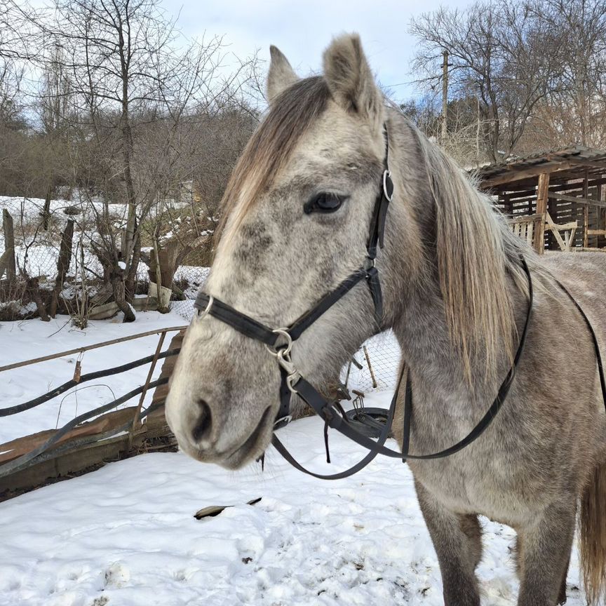 Кавессон для лошади