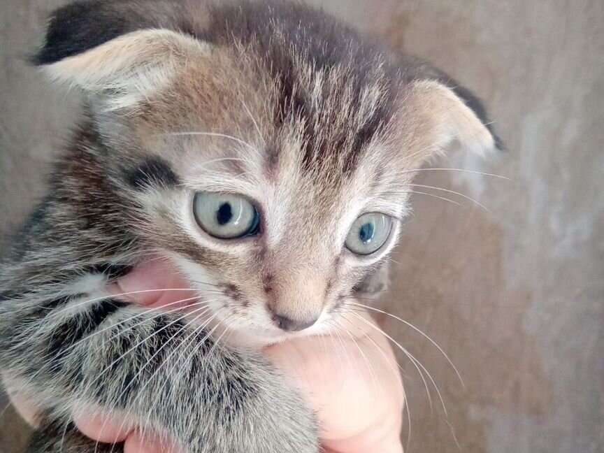 Отдам котят в добрые руки