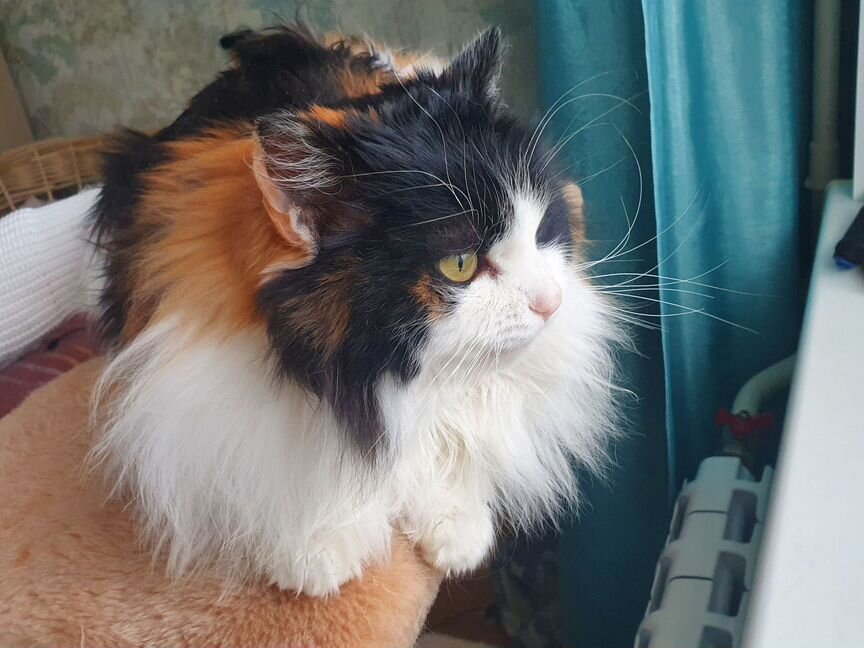 Кошечка-богатка