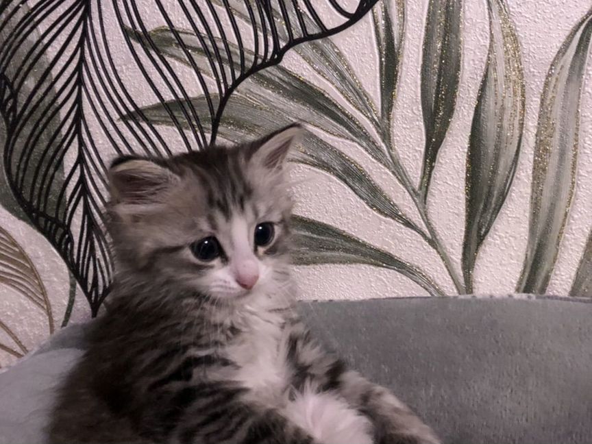 Котенок