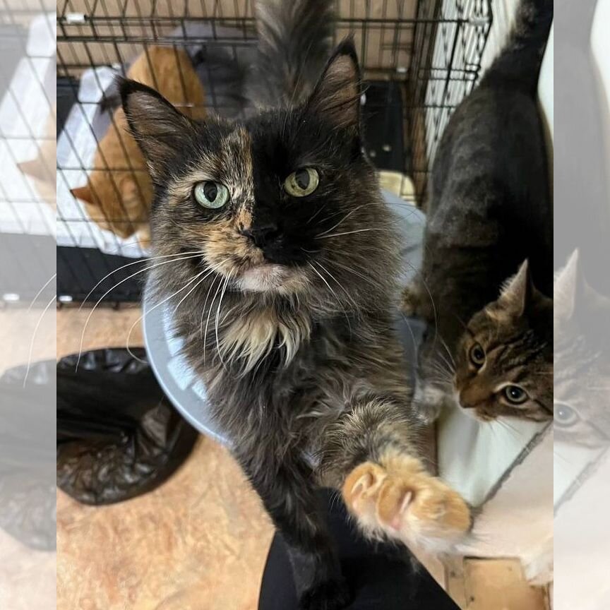 Красавица кошка Шер