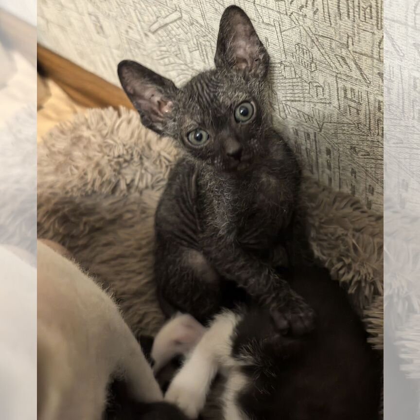 Донской сфинкс котёнок
