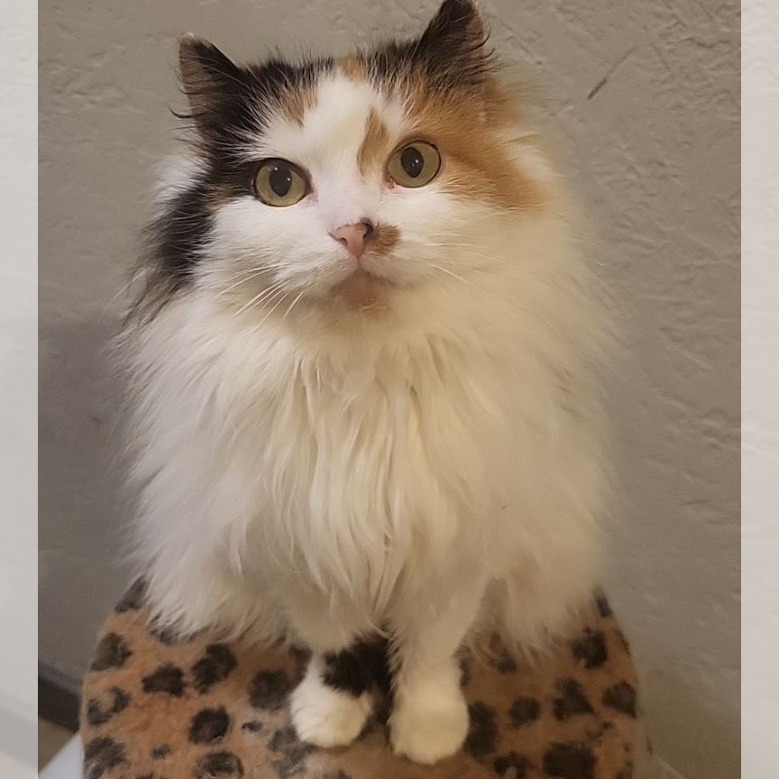 Взрослая, Девочка кошка в добрые руки