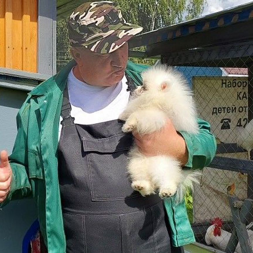 Мини шпиц Люк
