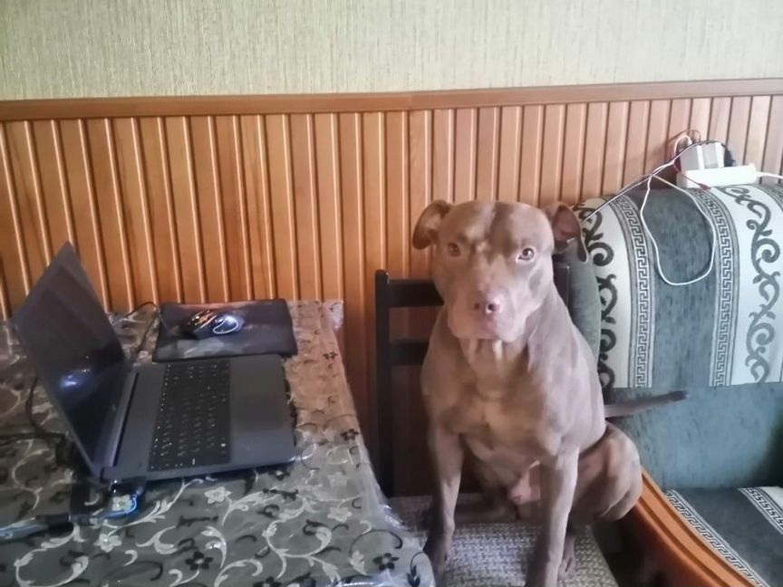 Стаффорд в добрые руки