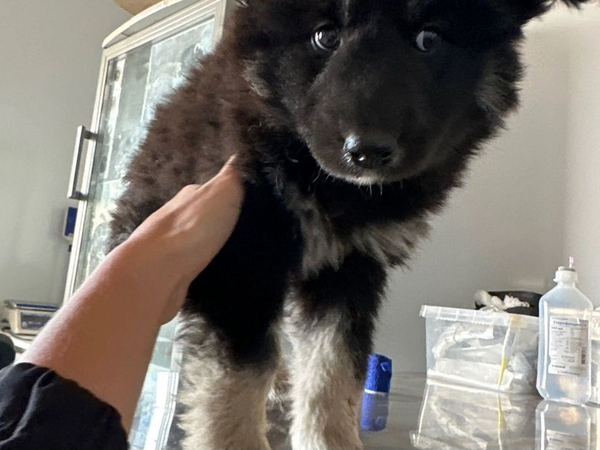 Собаки бесплатно