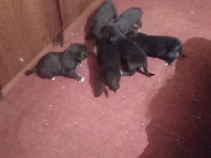 Отдам в добрые руки