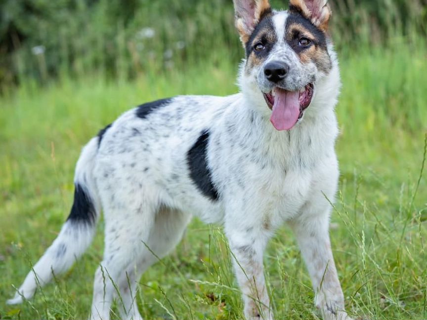 Щенок ищет дом