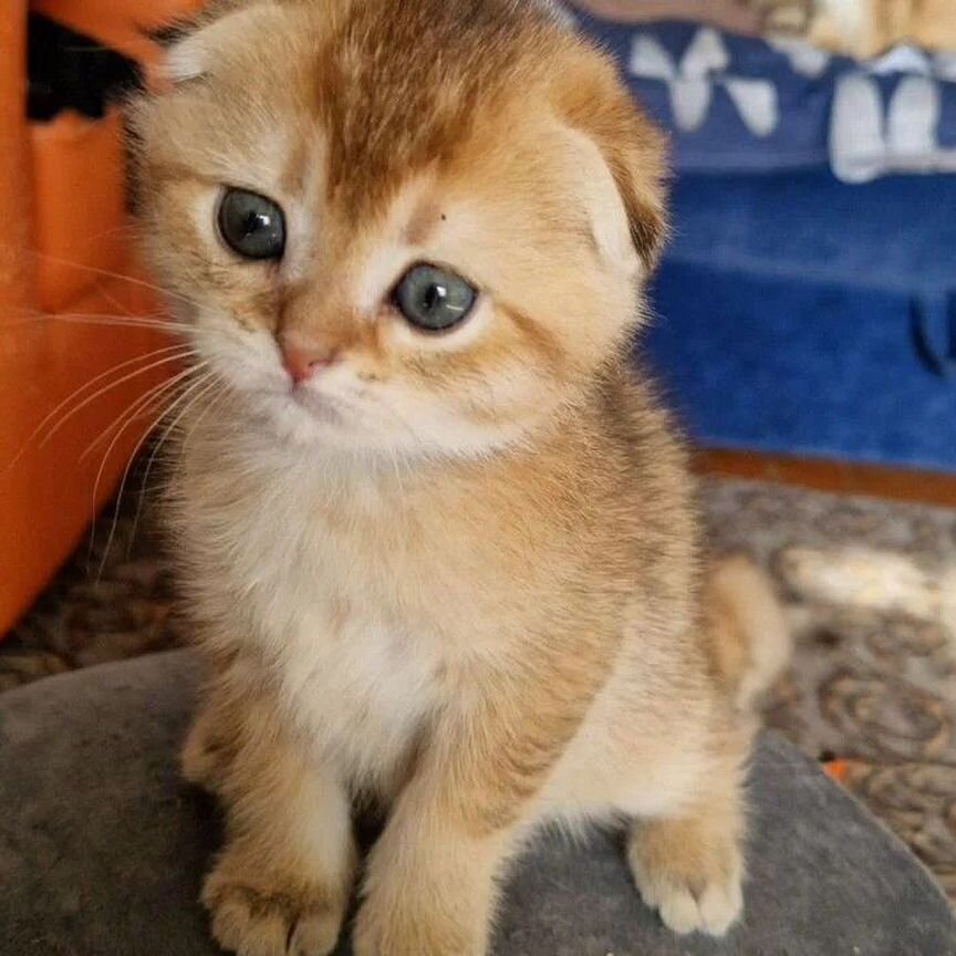 Шотландские котятки фолдики