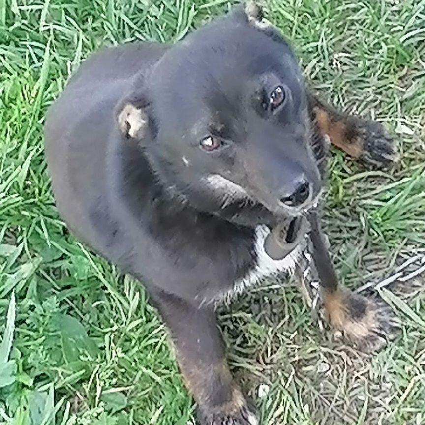 Взрослый пёс в добрые руки