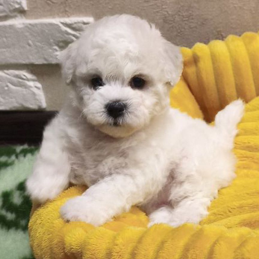 Бишон фризе, щенок