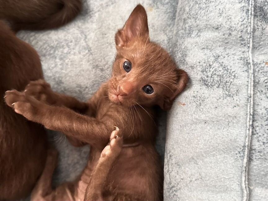 Ориентальные котята